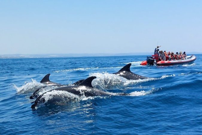 DOLPHIN WATCHING (02 Hours Tour) - Pink Stone